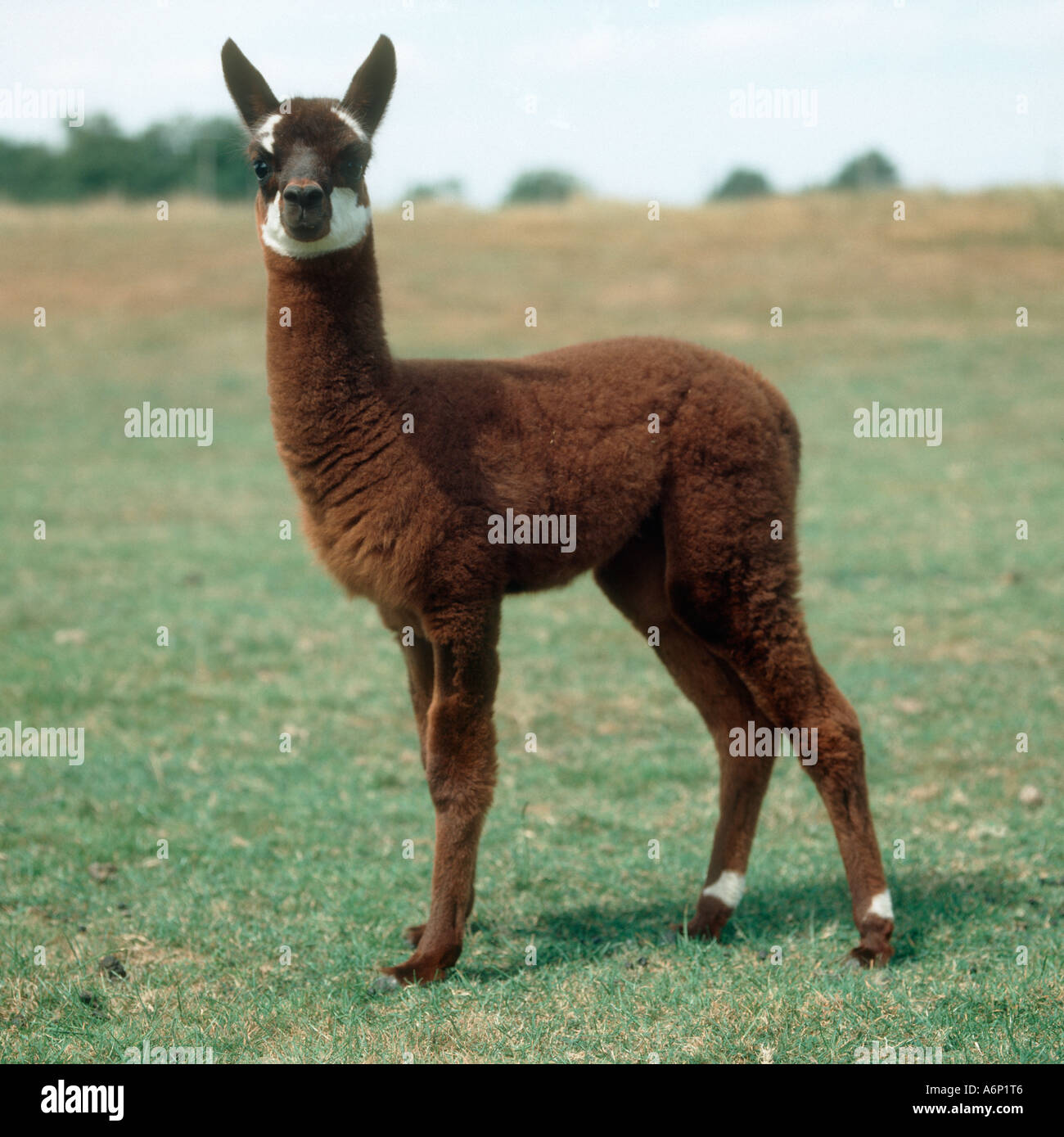 Month Old Calf High Resolution Stock Photography and Images - Alamy