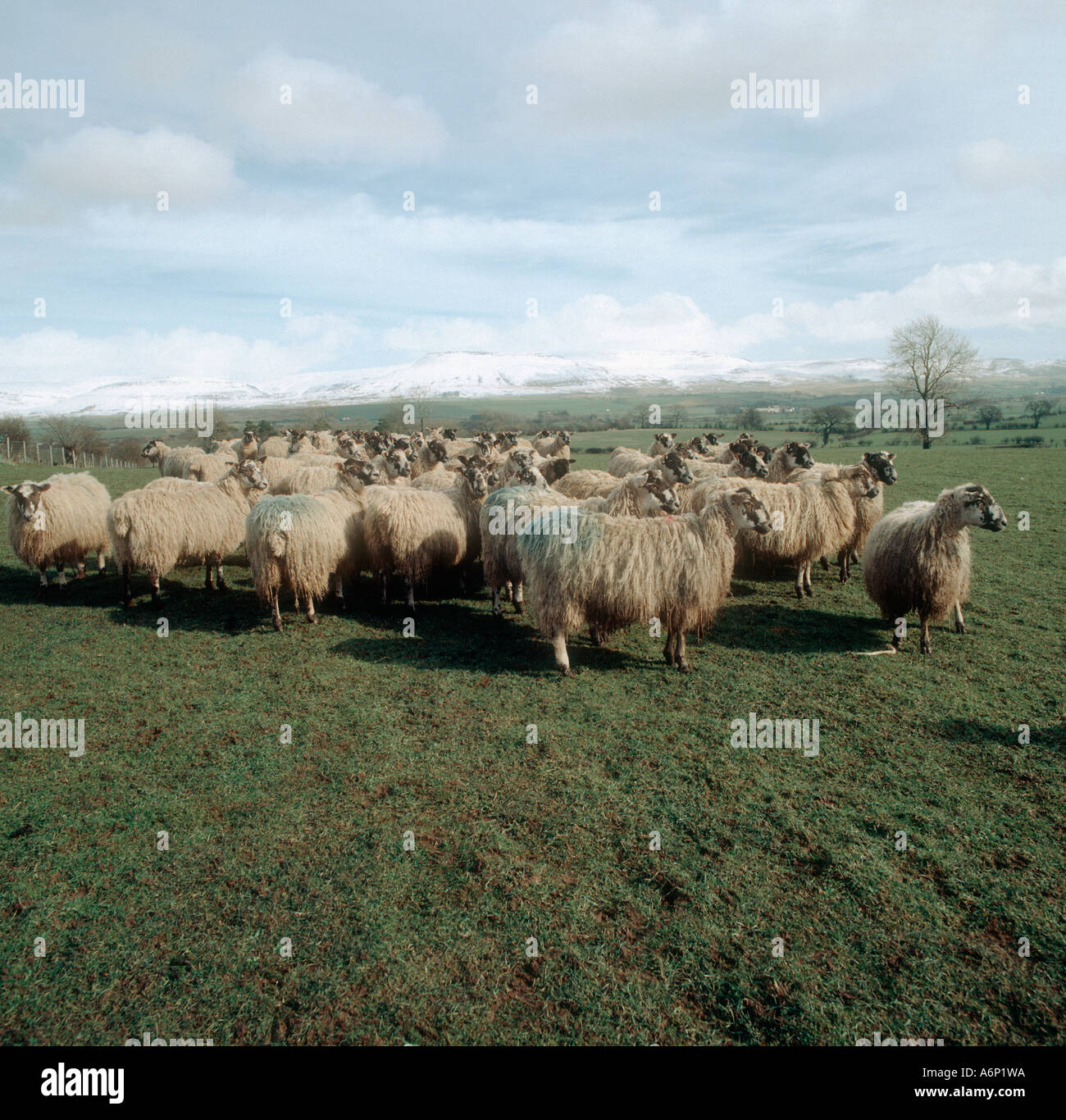 Cumbrian Sheep High Resolution Stock Photography and Images - Alamy