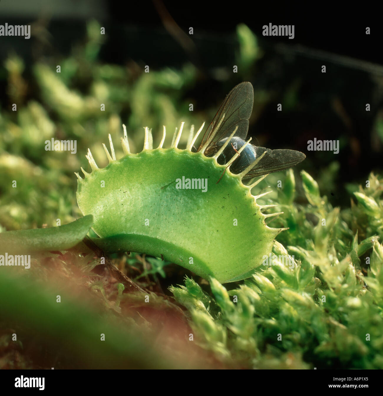 Venus fly trap Dioinaea muscipula with fly trapped between the leaves ...