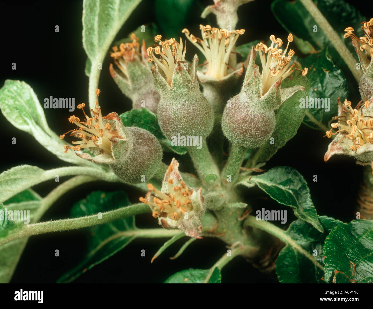 Apple fruitlets forming on the tree after petal fall Stock Photo - Alamy