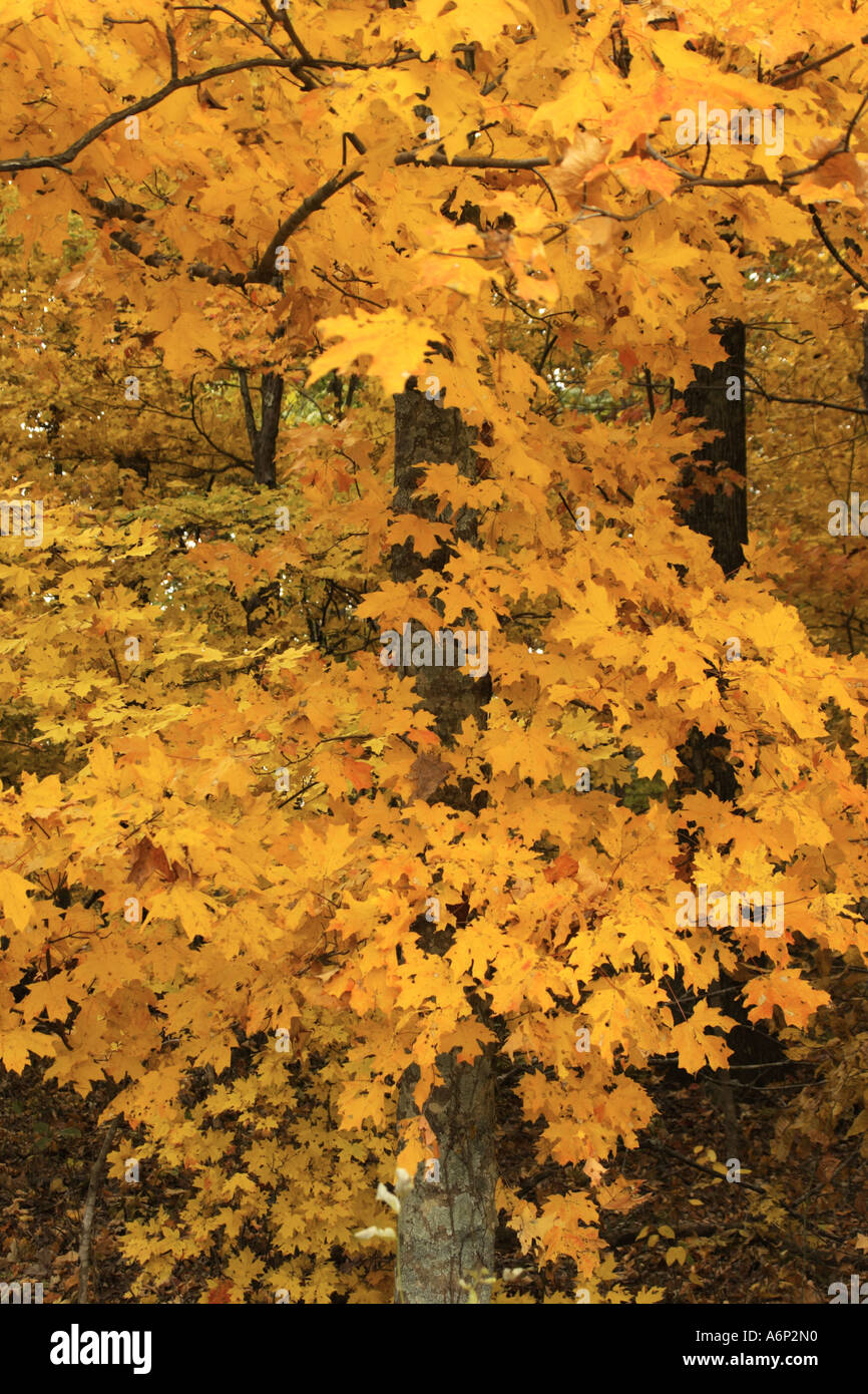 Fall trees along the Natchez Trace parkway just south of Nashville ...