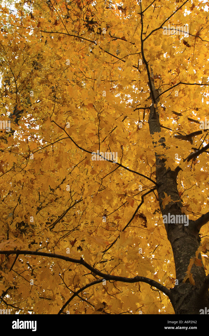 Fall trees along the Natchez Trace parkway just south of Nashville ...