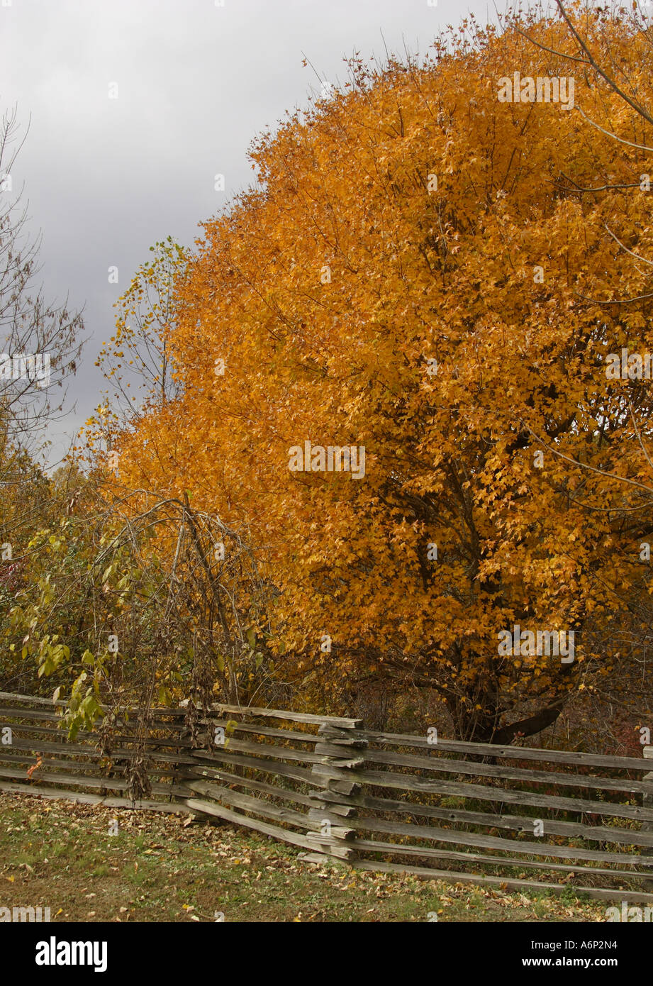 Fall trees along the Natchez Trace parkway just south of Nashville ...
