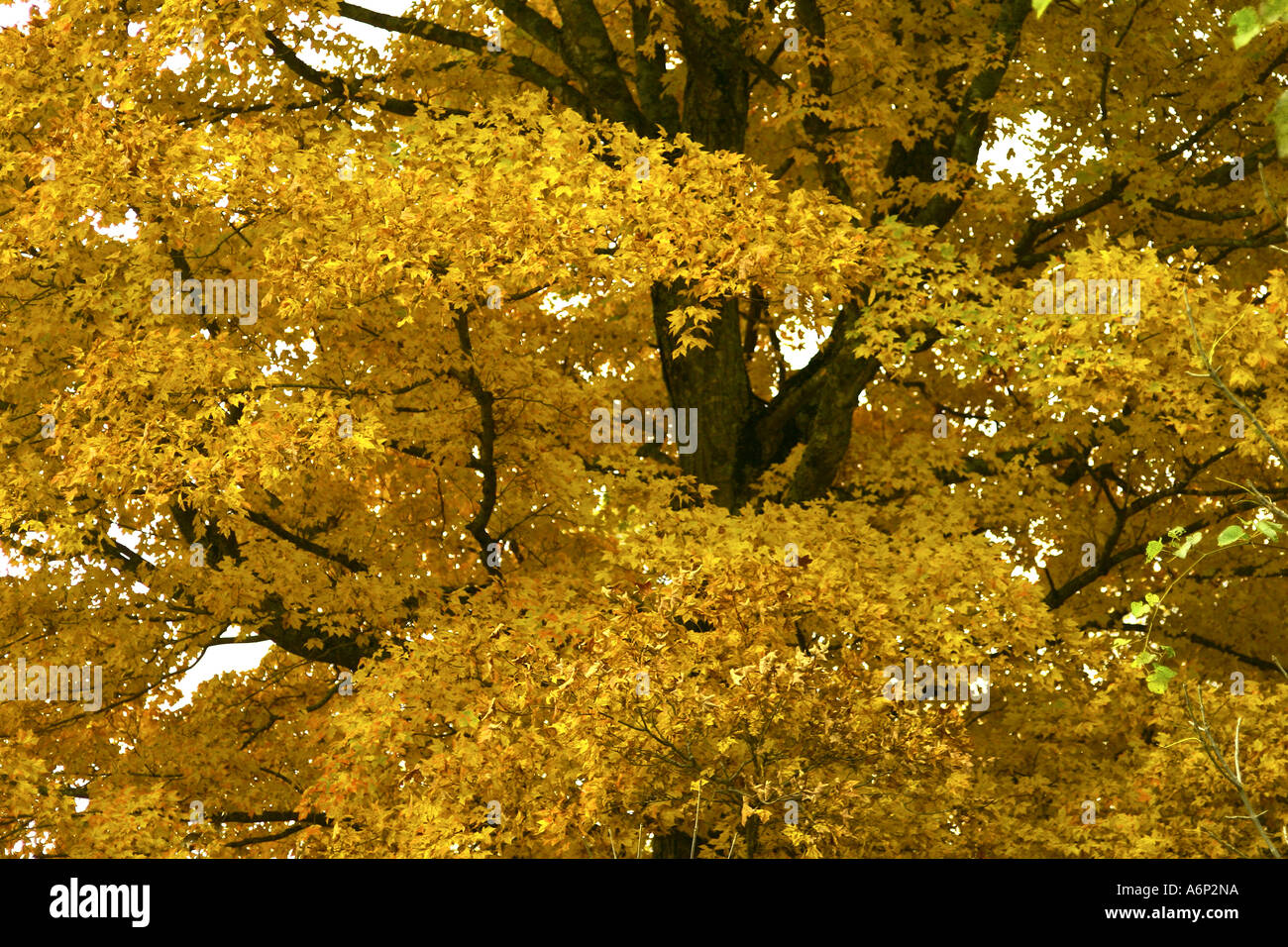 Fall trees along the Natchez Trace parkway just south of Nashville ...