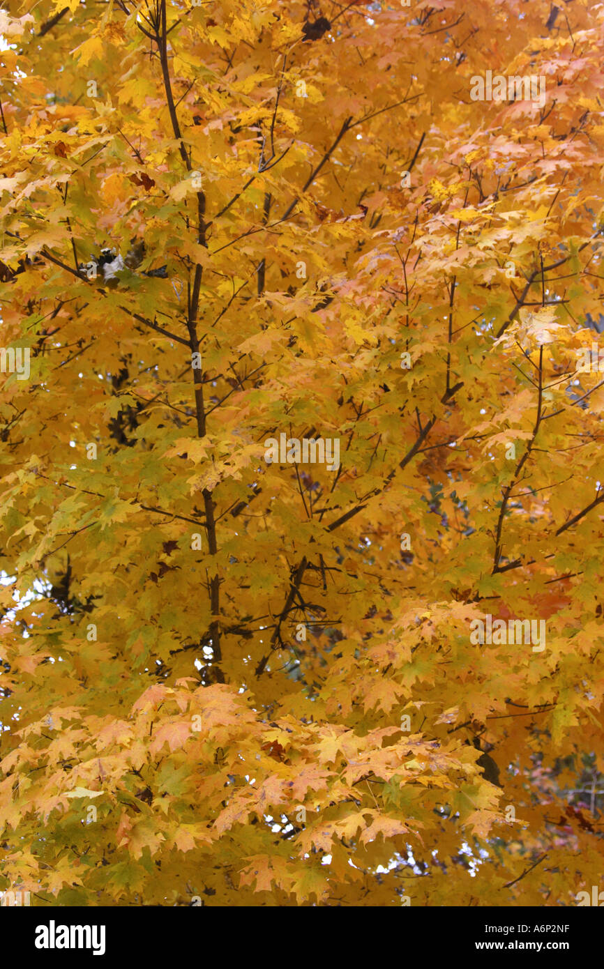 Fall trees along the Natchez Trace parkway just south of Nashville ...