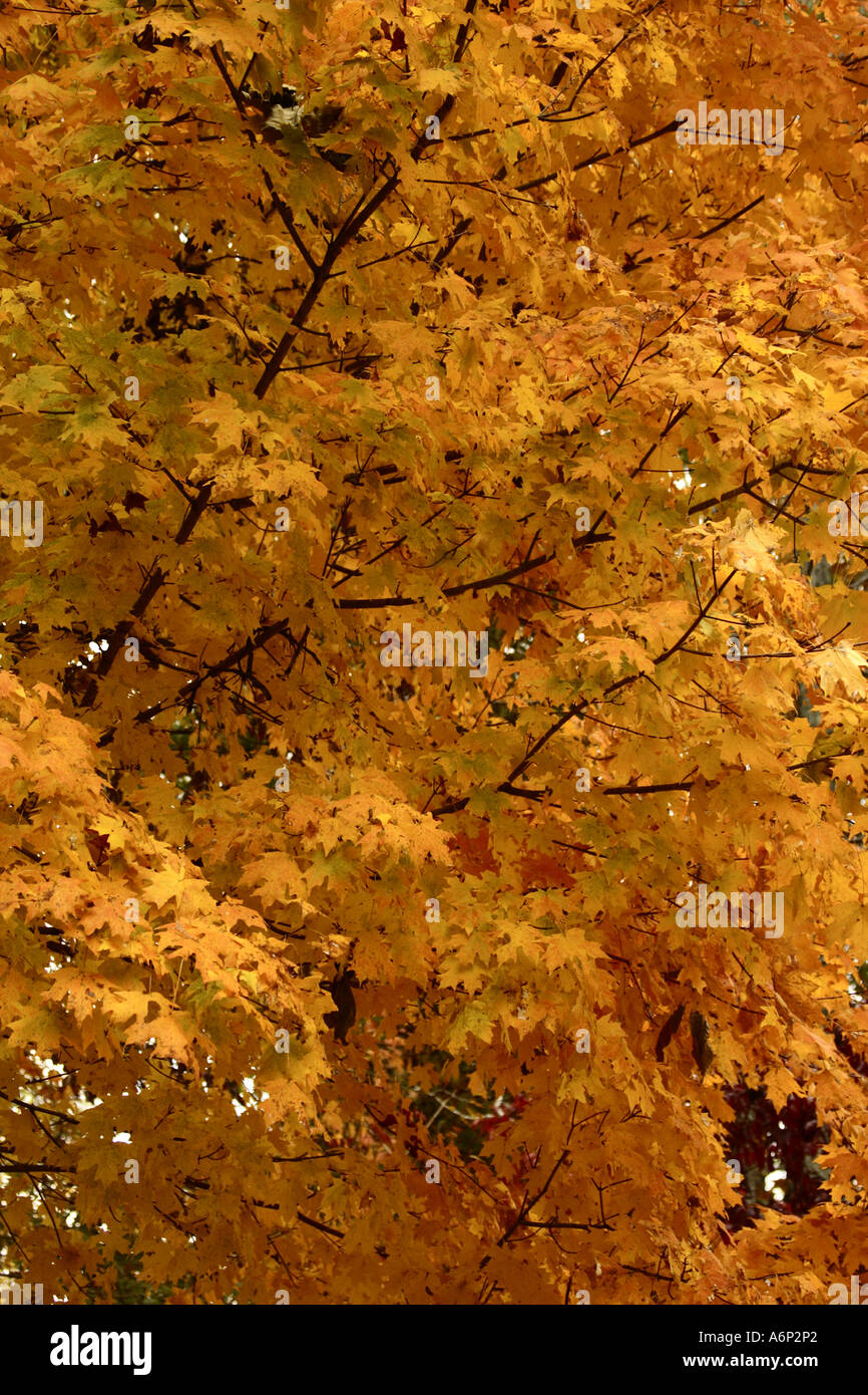 Fall trees along the Natchez Trace parkway just south of Nashville ...