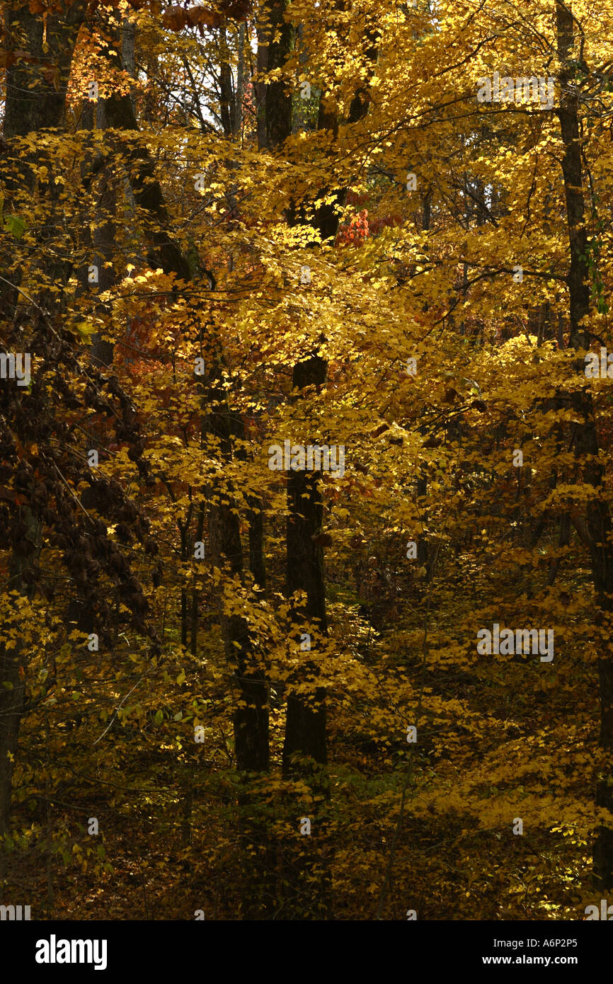 Fall trees along the Natchez Trace parkway just south of Nashville ...