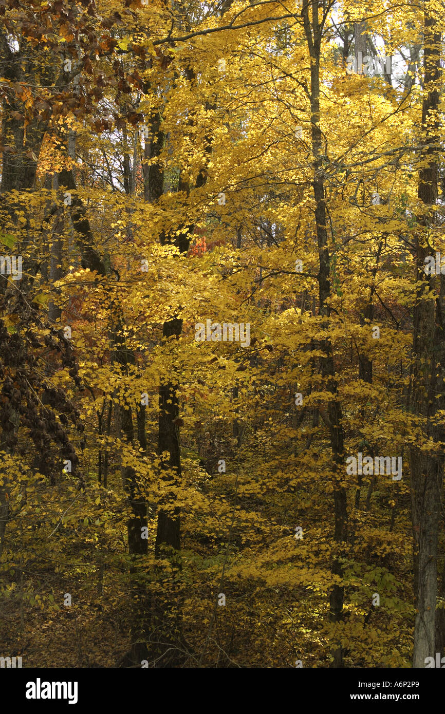 Fall trees along the Natchez Trace parkway just south of Nashville ...