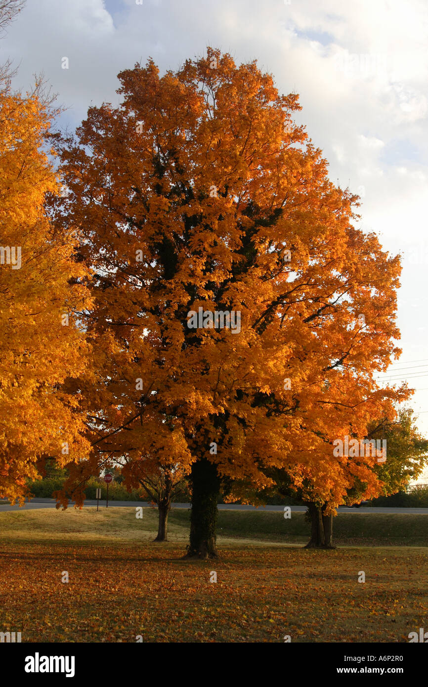 Fall trees, USA Stock Photo - Alamy