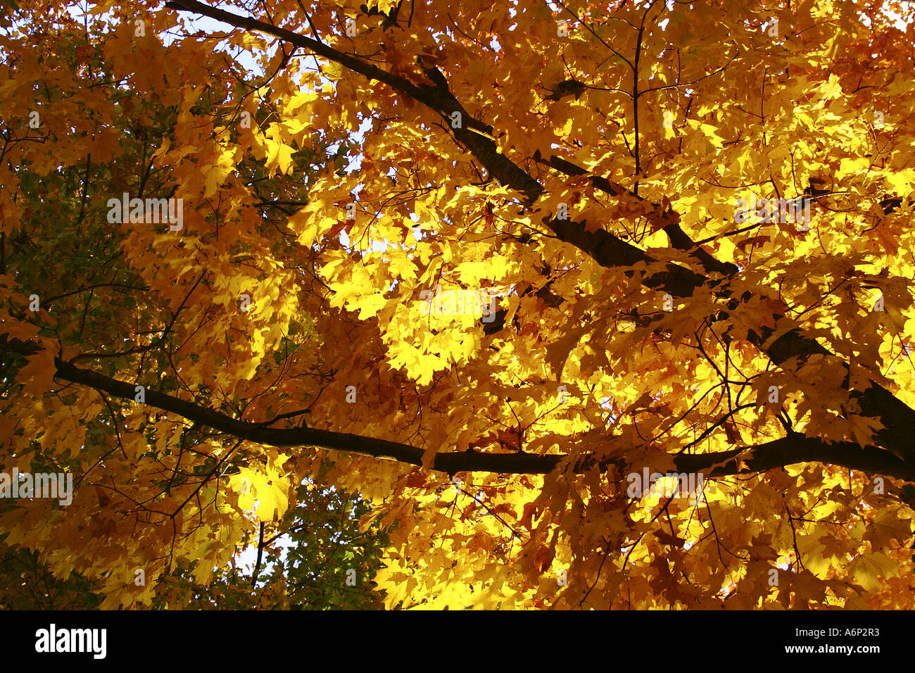 Fall tree color, USA Stock Photo - Alamy