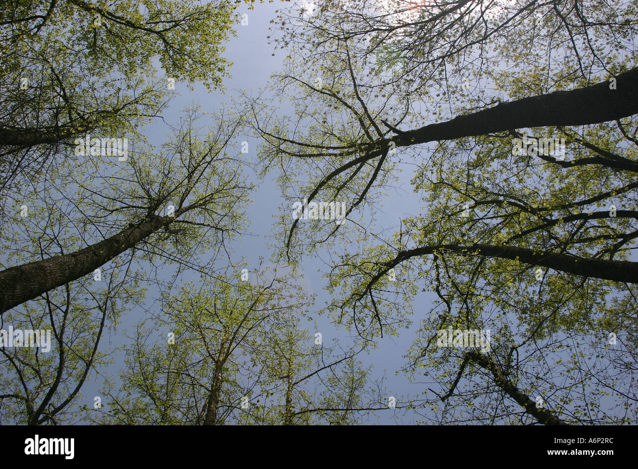 Vertical view of spring trees in the Great Smoky Mountains National ...