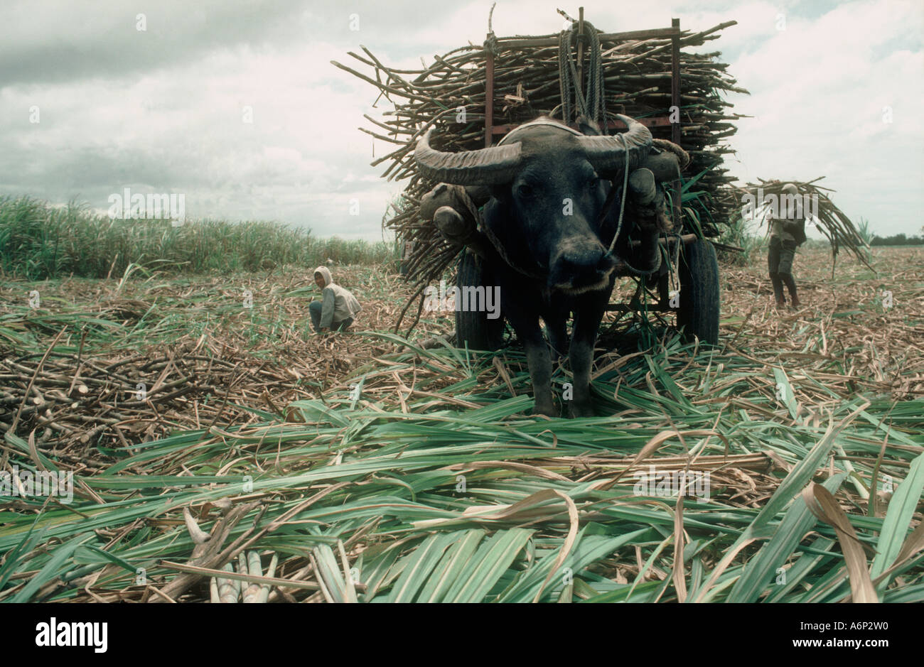 Water buffalo pulling cart of cut and burnt sugarcane Negros ...