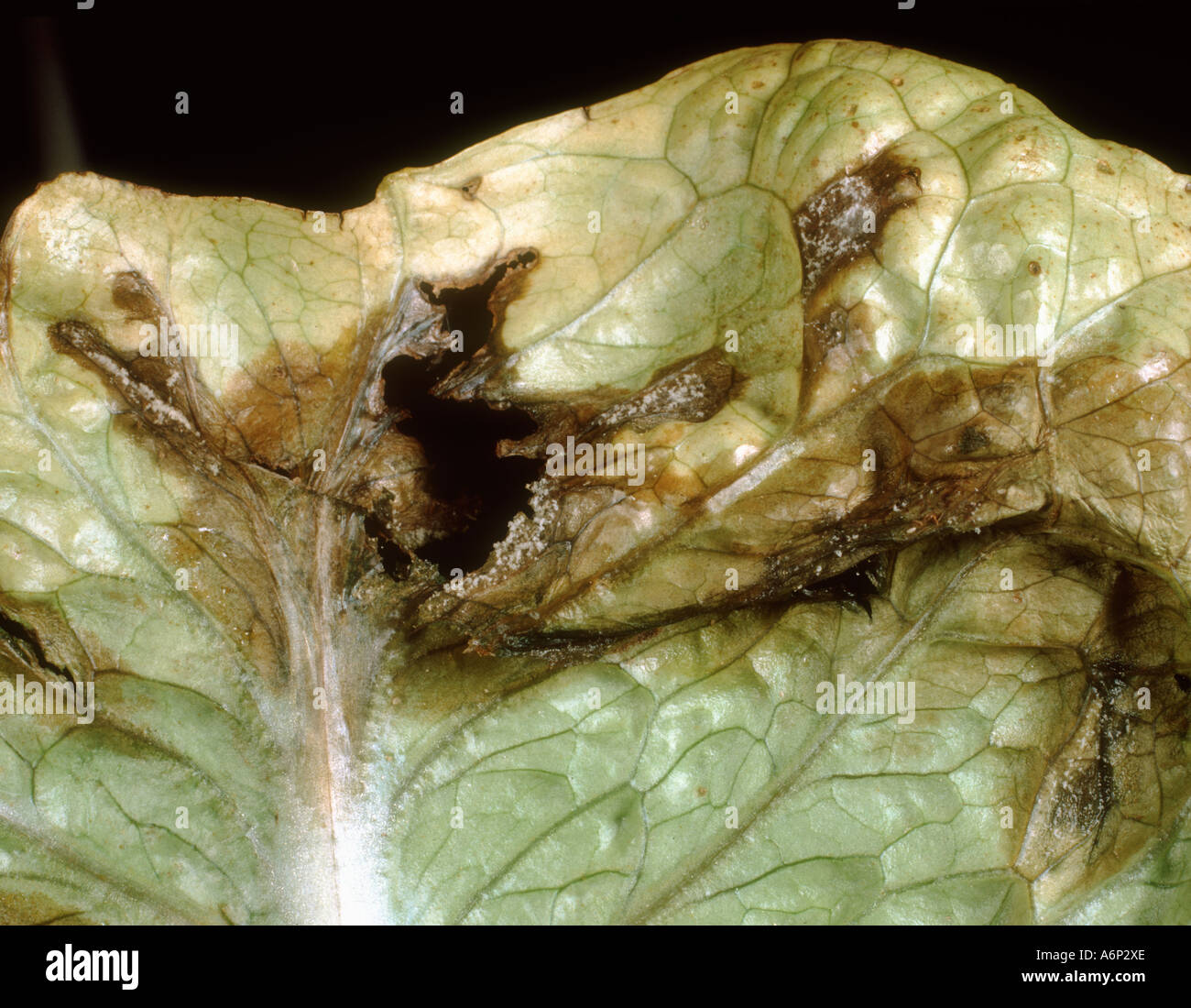 Downy mildew Bremia lactucae mycelium development necrosis on a lettuce ...