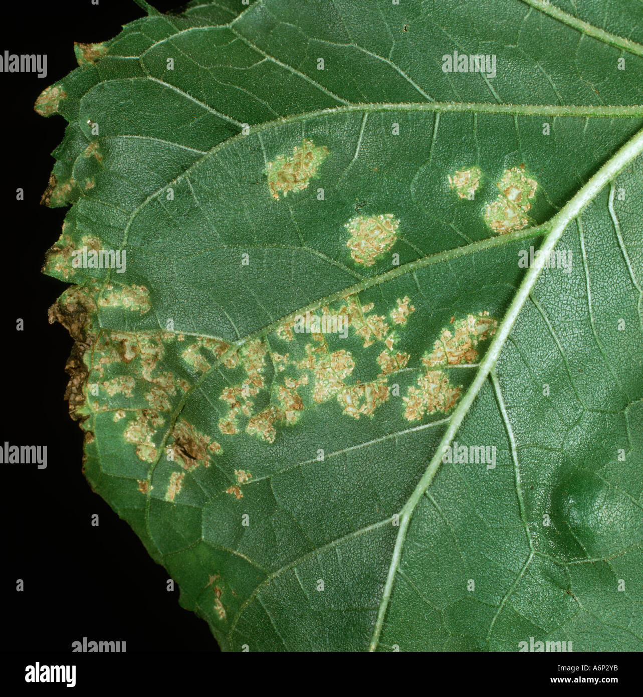 Blister rust fungus hi-res stock photography and images - Alamy