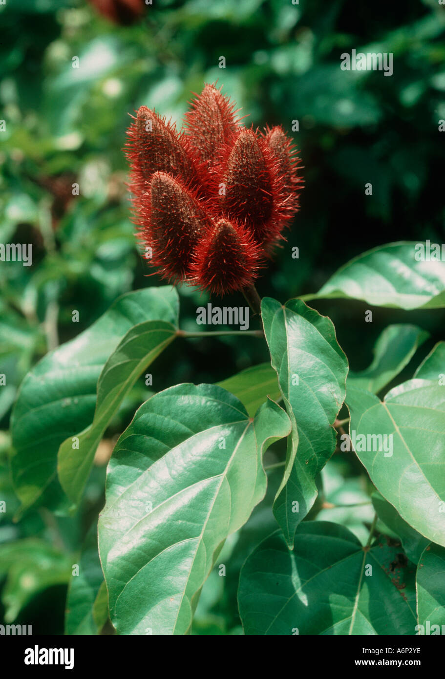 Congo red dye hi-res stock photography and images - Alamy
