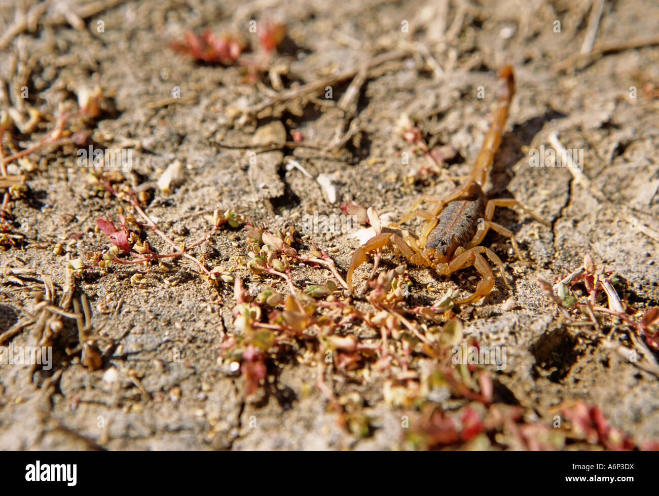 Striped bark scorpion Centruoides vittatus in Texas Stock Photo - Alamy