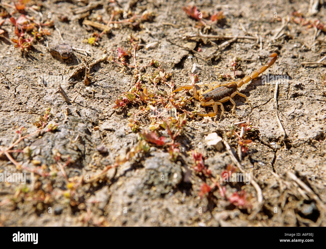Striped bark scorpion Centruoides vittatus in Texas Stock Photo - Alamy