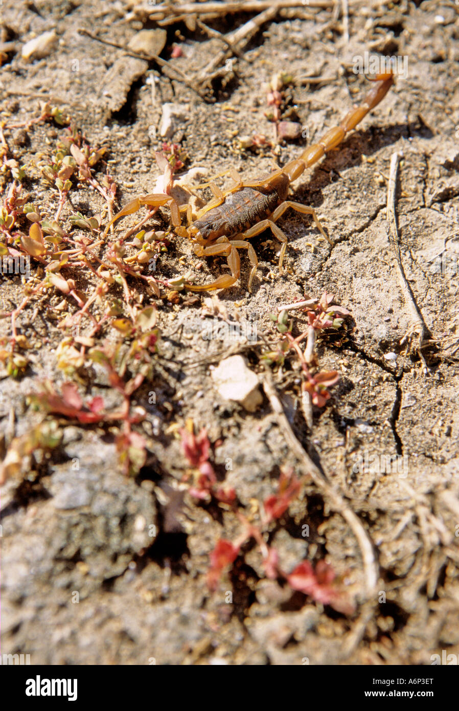 Peligro peligroso peligroso hi-res stock photography and images - Alamy