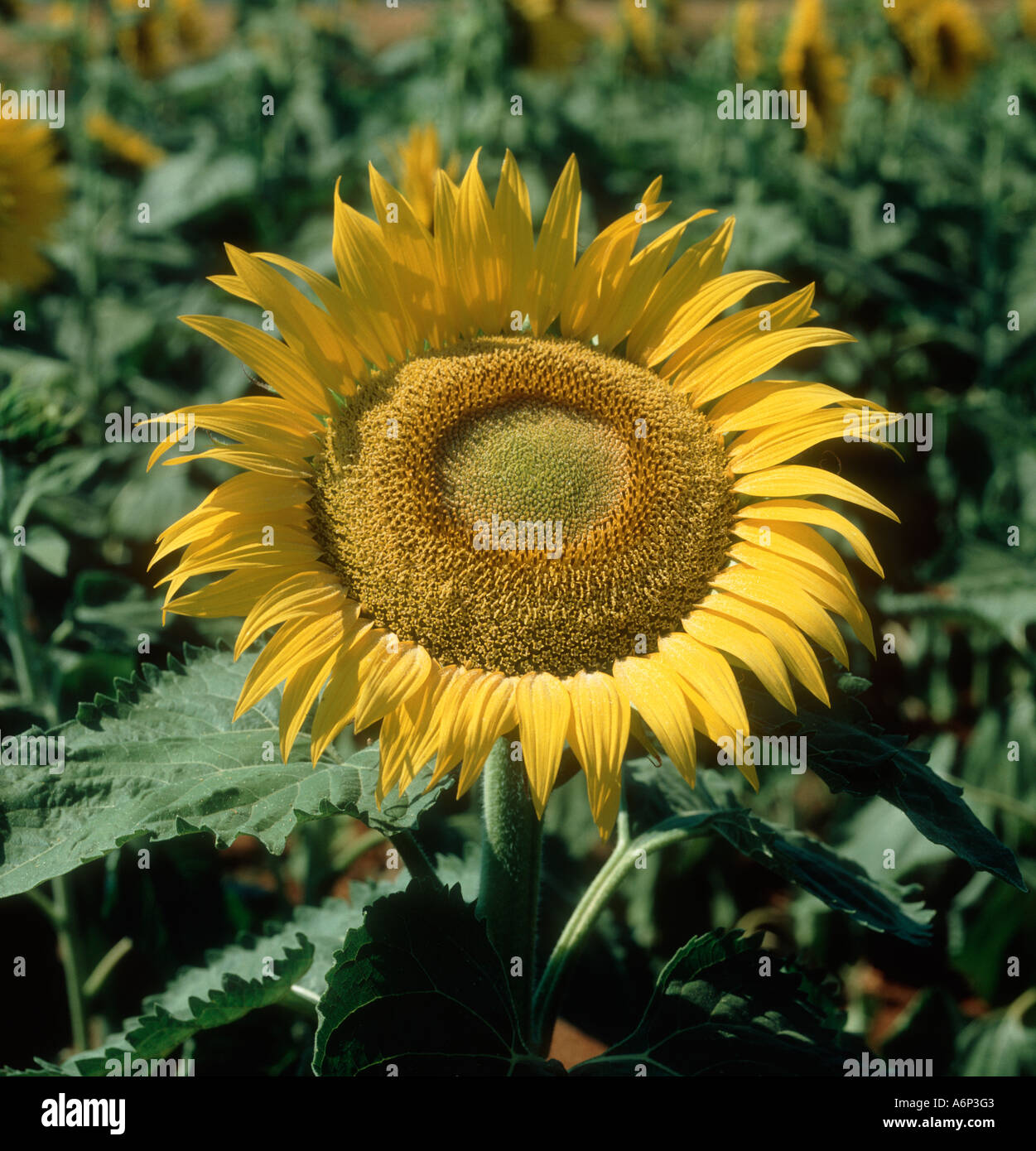 Sunflower flower tilted up towards the sun in the Tuscany Region of ...