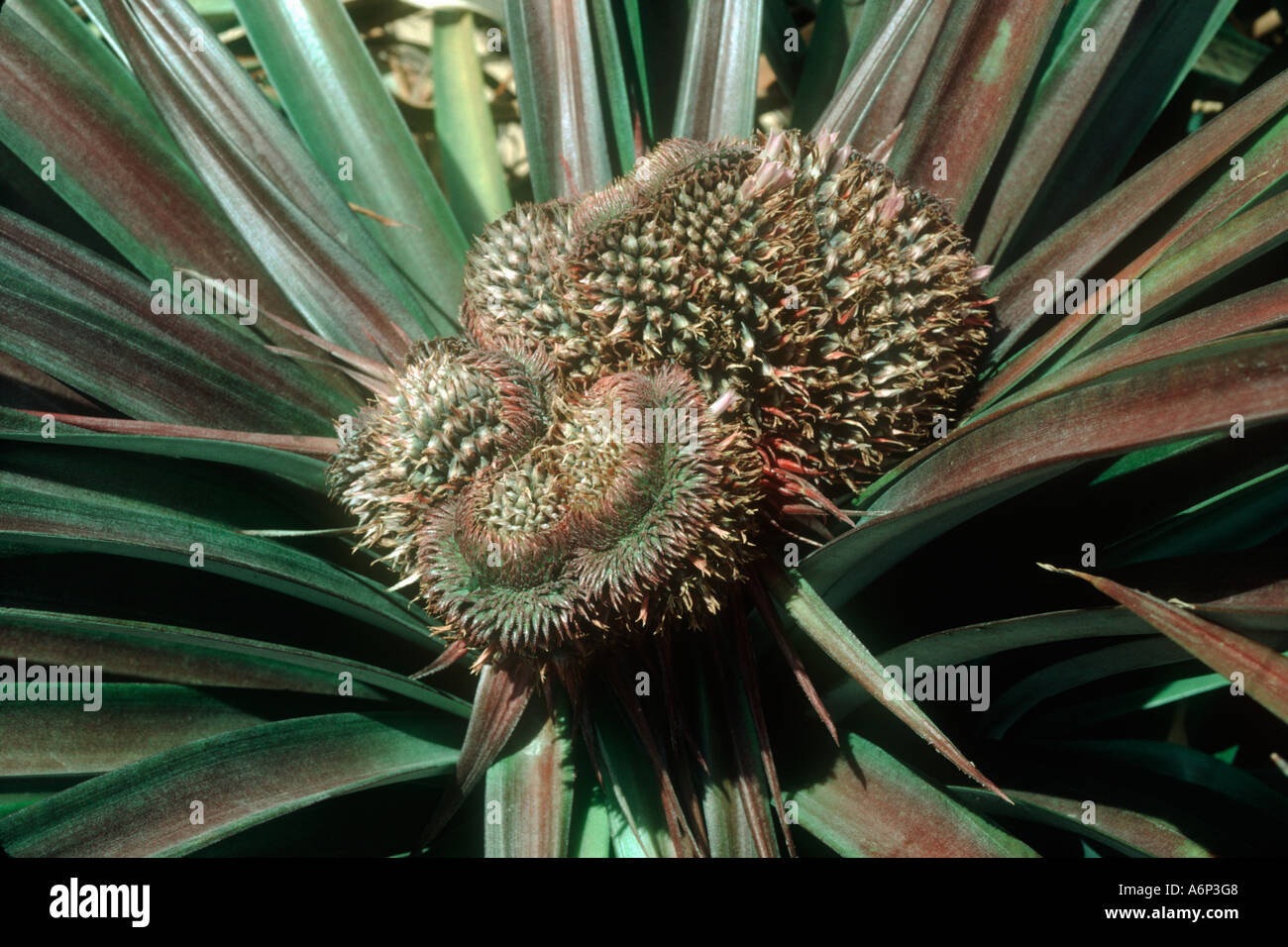 Fasciation hi-res stock photography and images - Alamy