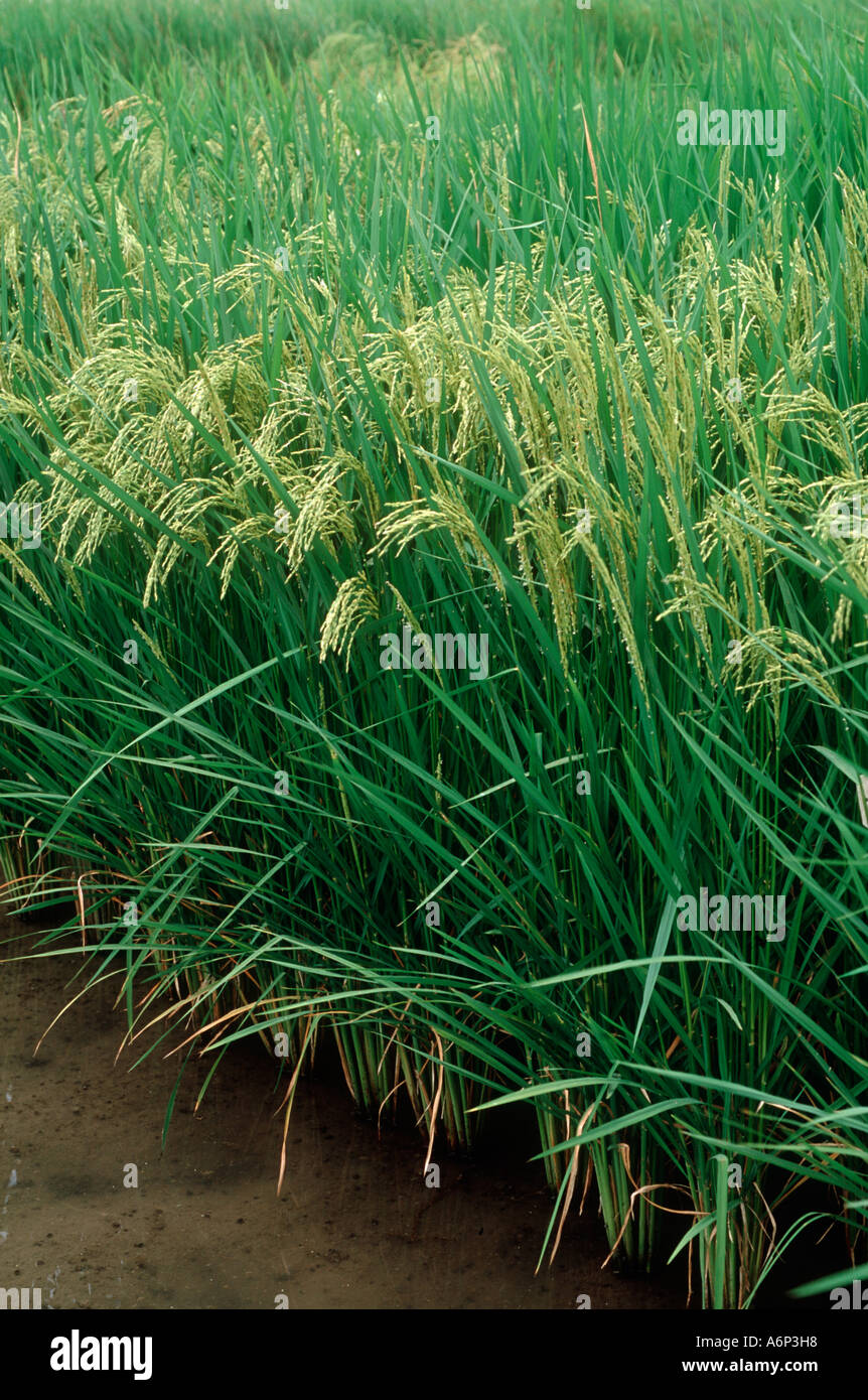 Paddy rice crop in ear on Luzon in the Philippines Stock Photo - Alamy