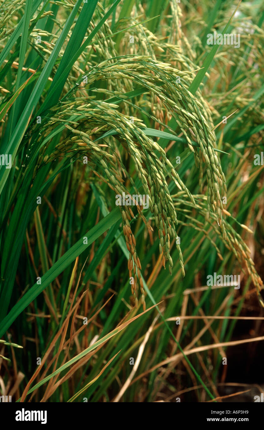 Paddy rice crop in ear on Luzon in the Philippines Stock Photo - Alamy