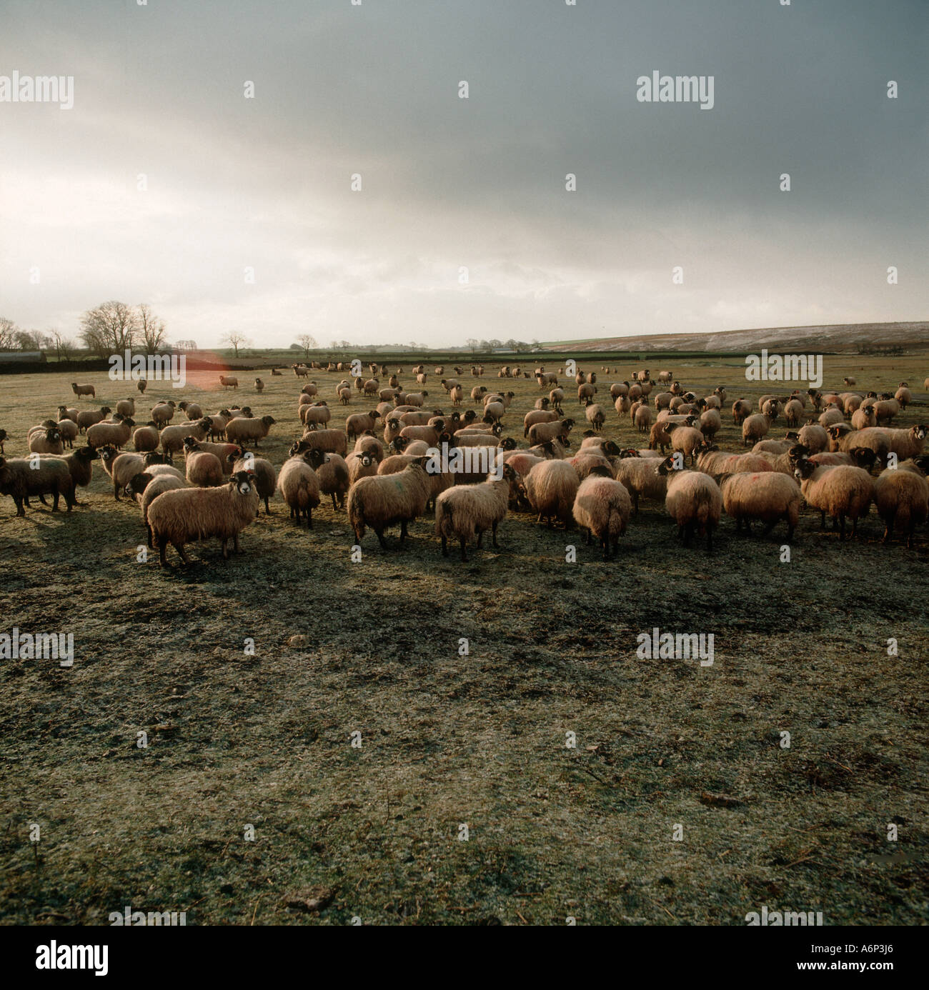 A flock of Swaledale ewes grazing on short frosty grass in the early ...