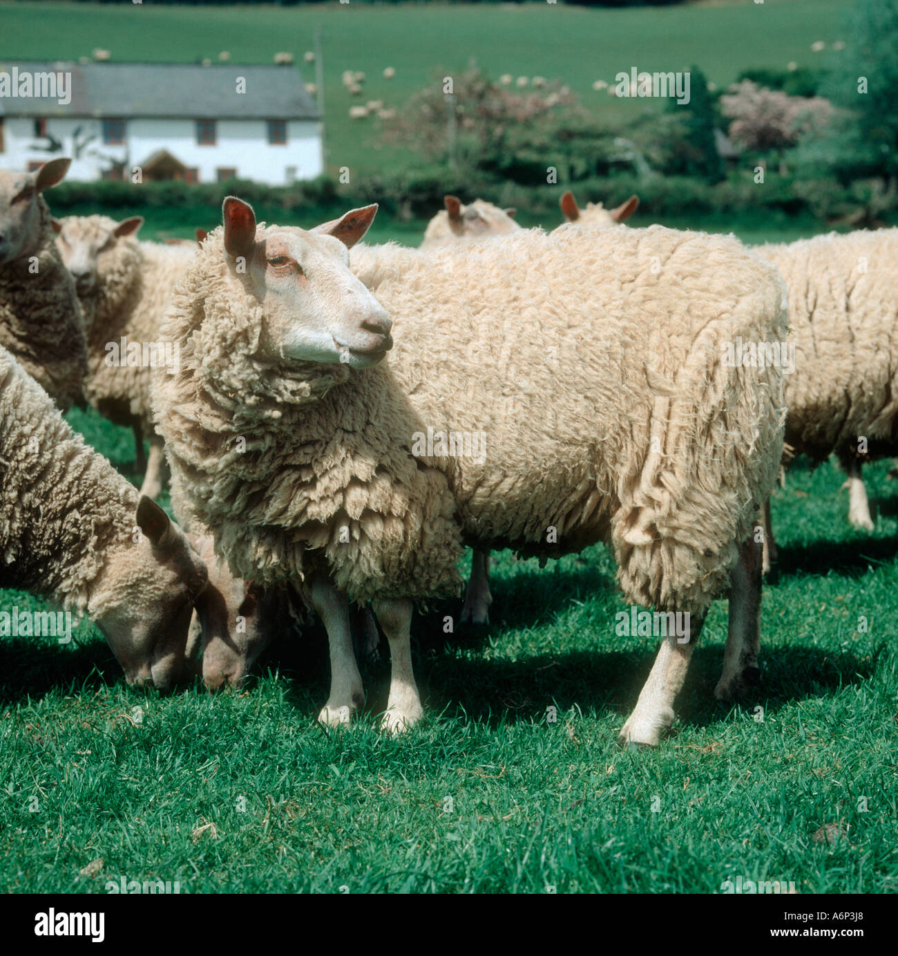 A Charollais ewe sheep in a flock on Devon pasture Stock Photo - Alamy