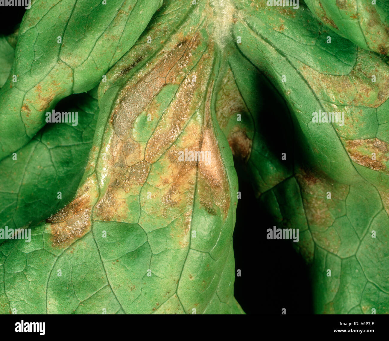 Oomycetes hi-res stock photography and images - Alamy