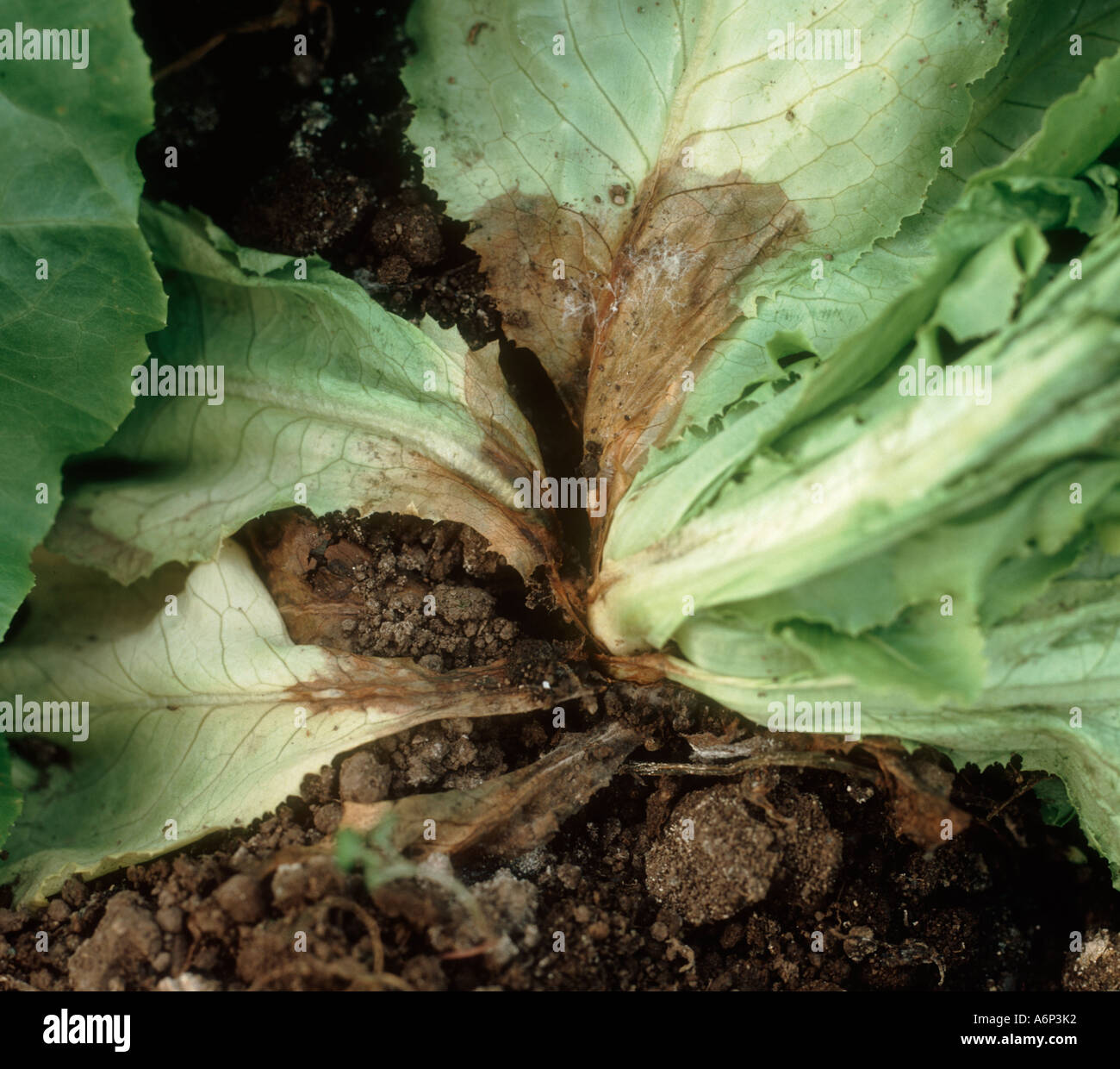 Sclerotinia disease Sclerotinia sclerotiorum necrosis on the stem base ...