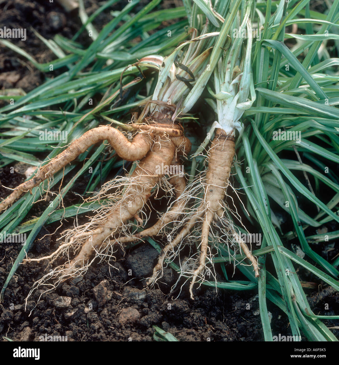 Salsify root Tragopogon porrifolius on garden plant grown in stoney ...