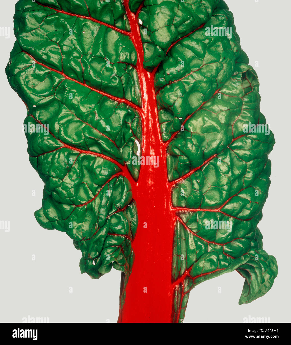 A leaf of red Swiss chard showing the red petiole midrib veins Stock ...