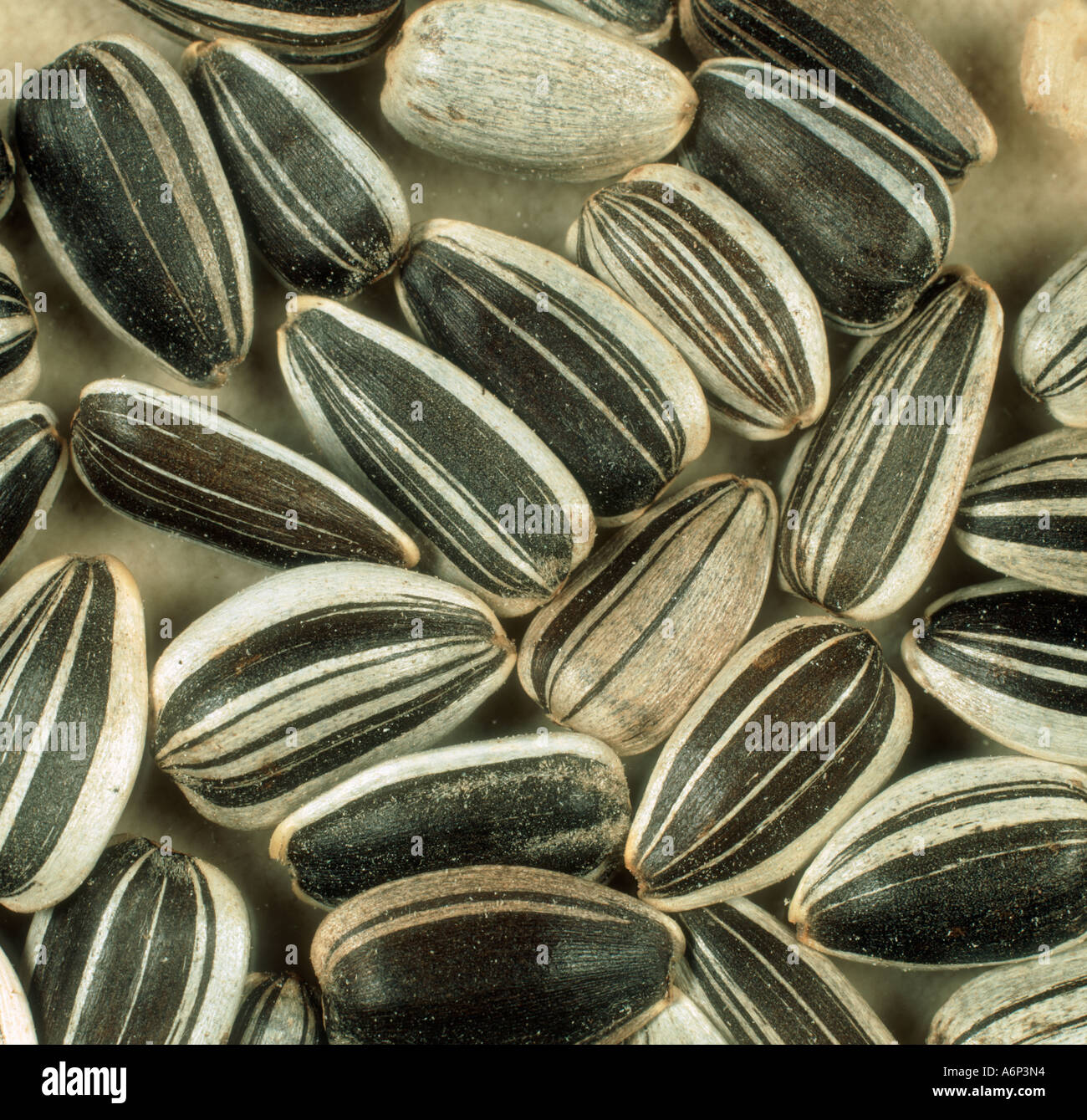 Sunflower Helianthus annuus seeds Stock Photo - Alamy