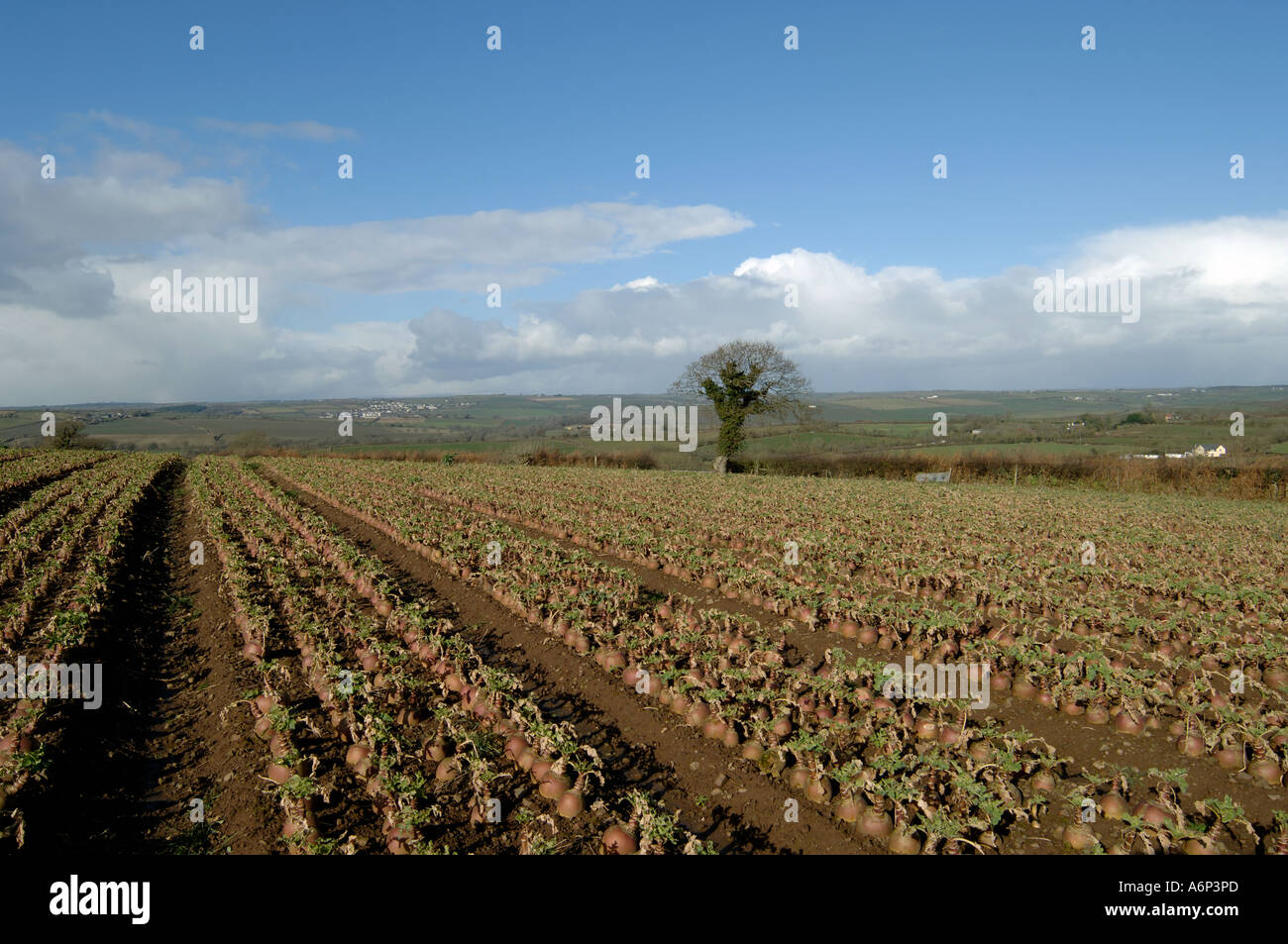 Mature swede Brassica napobrassica crop at harvest in mid Devon Stock ...