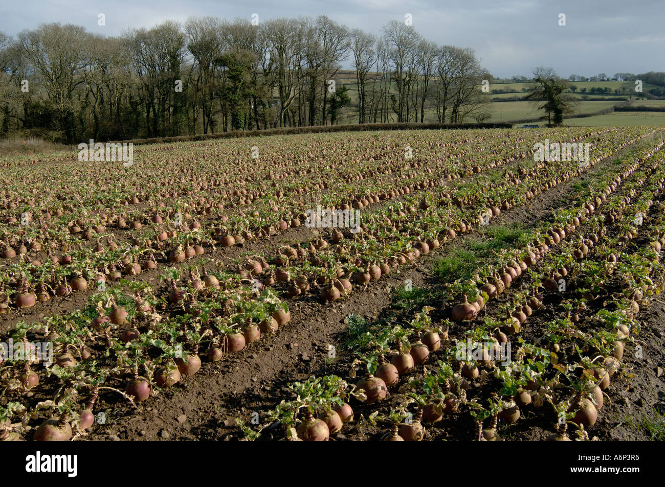 Mature swede Brassica napobrassica crop at harvest in mid Devon Stock ...