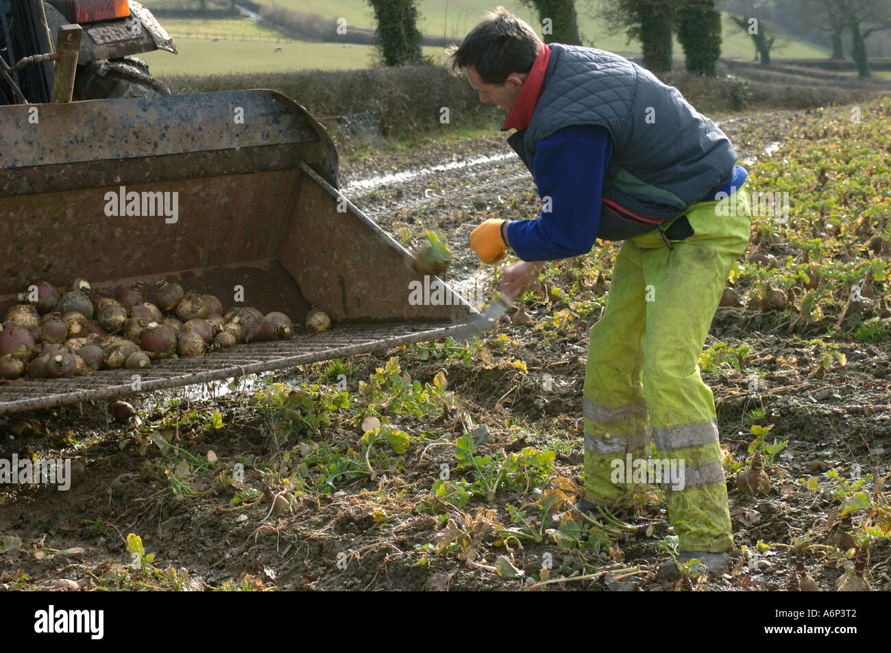 Swedish farmers hi-res stock photography and images - Alamy