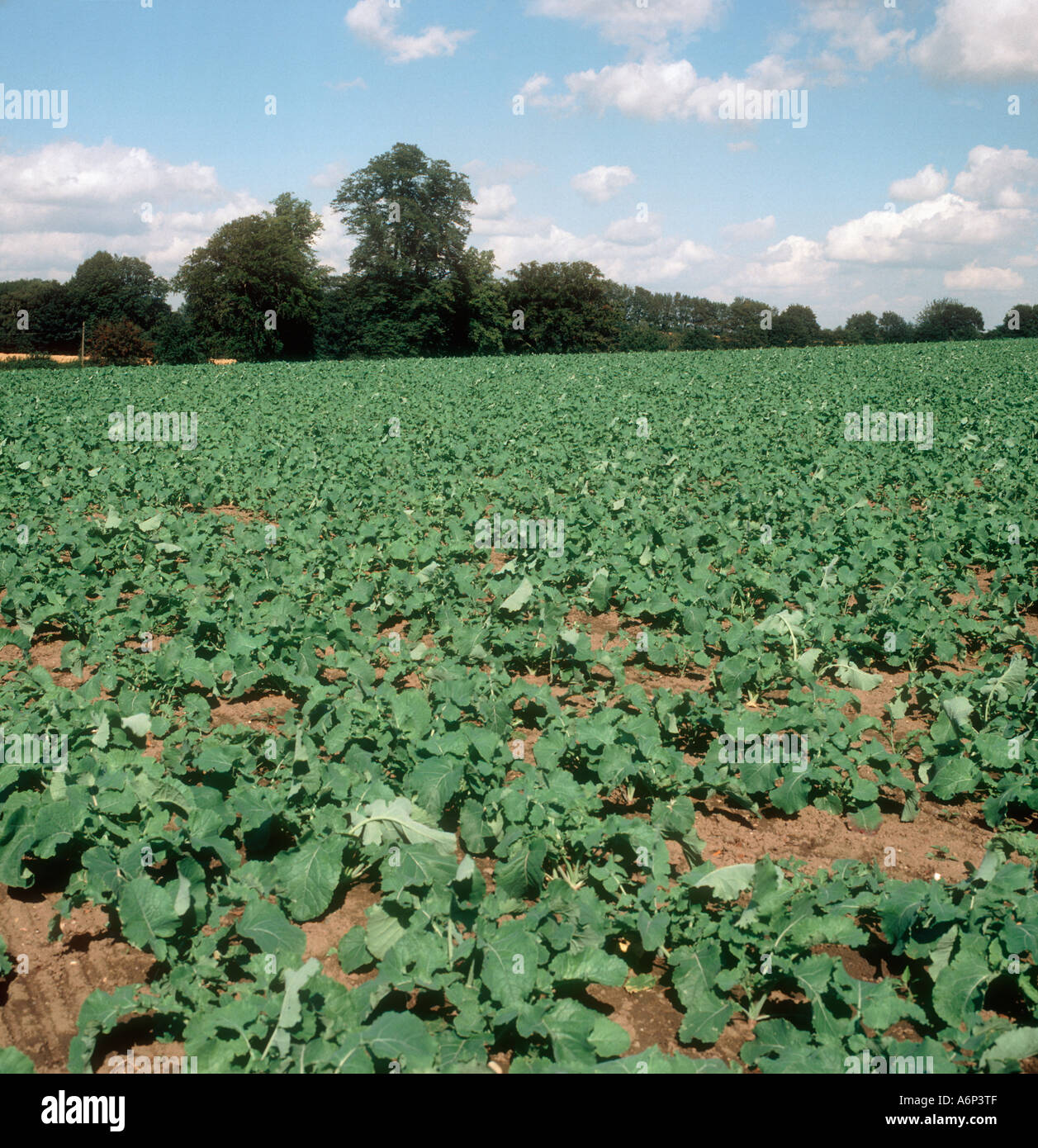 Mature swede Brassica napobrassica crop Stock Photo - Alamy