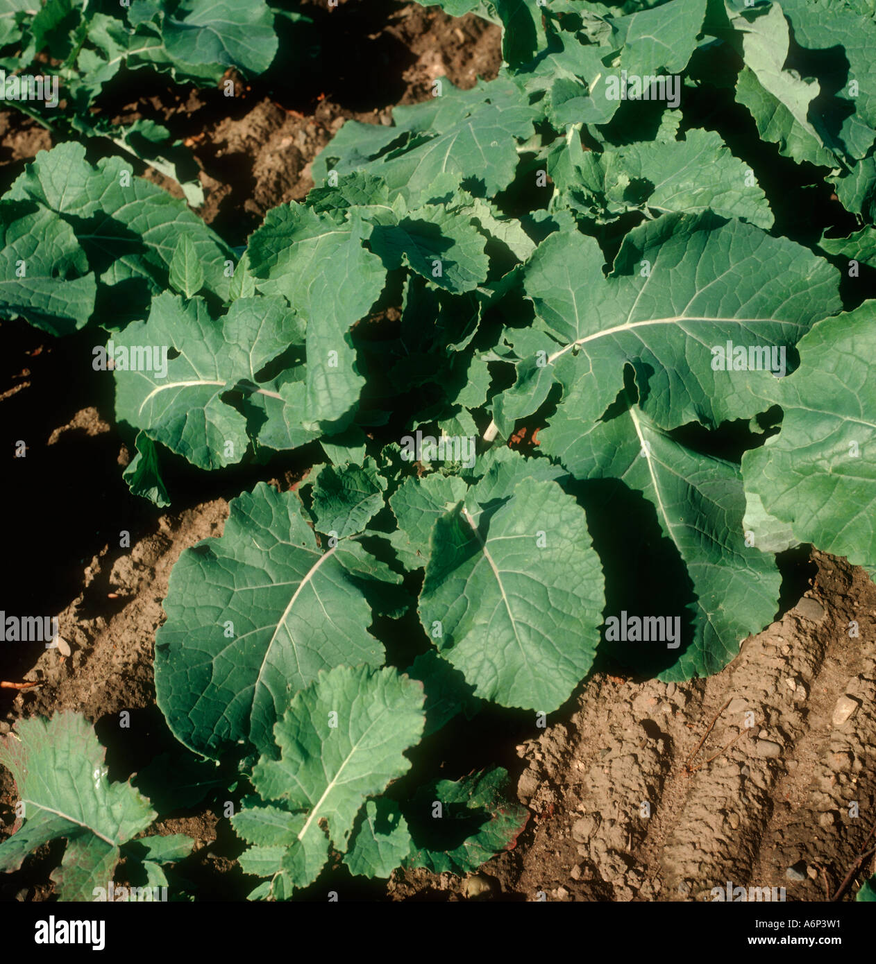 Swede Brassica napobrassica plant and leaves Stock Photo - Alamy