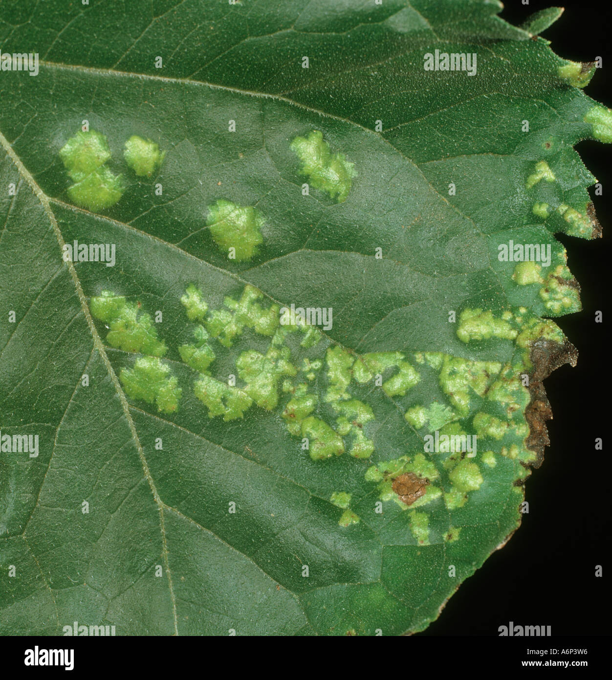 Albugo hi-res stock photography and images - Alamy