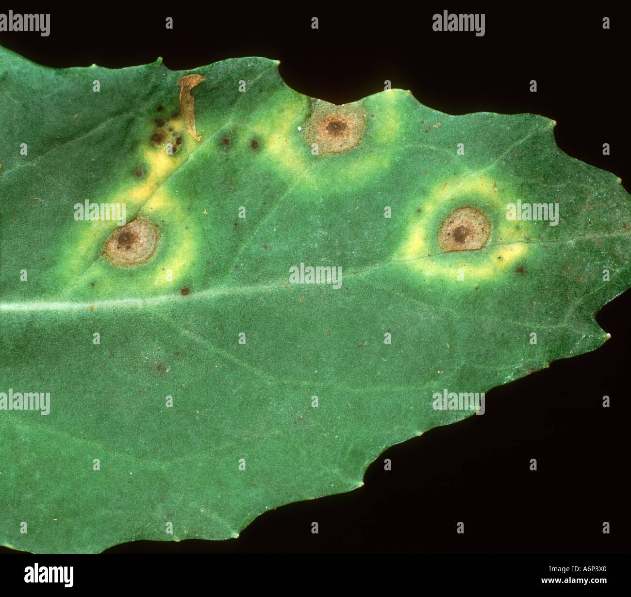 Leaf and pod spot Alternaria brassicae lesions on an oilseed rape leaf ...