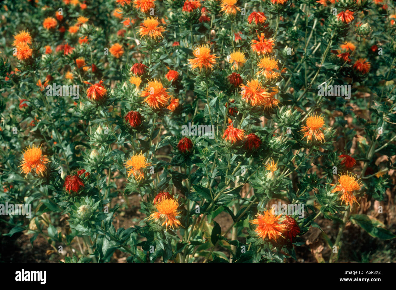 Safflower Carthamus tinctorius crop in full flower Stock Photo - Alamy