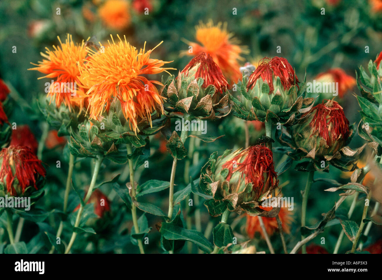 Safflower Carthamus tinctorius plants in flower beginning to seed Stock ...