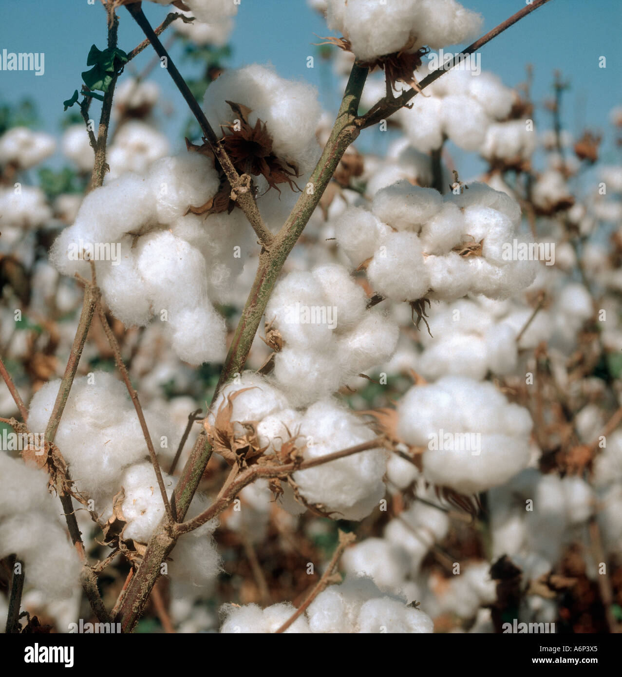 Cotton plant gossypium spp hi-res stock photography and images - Alamy