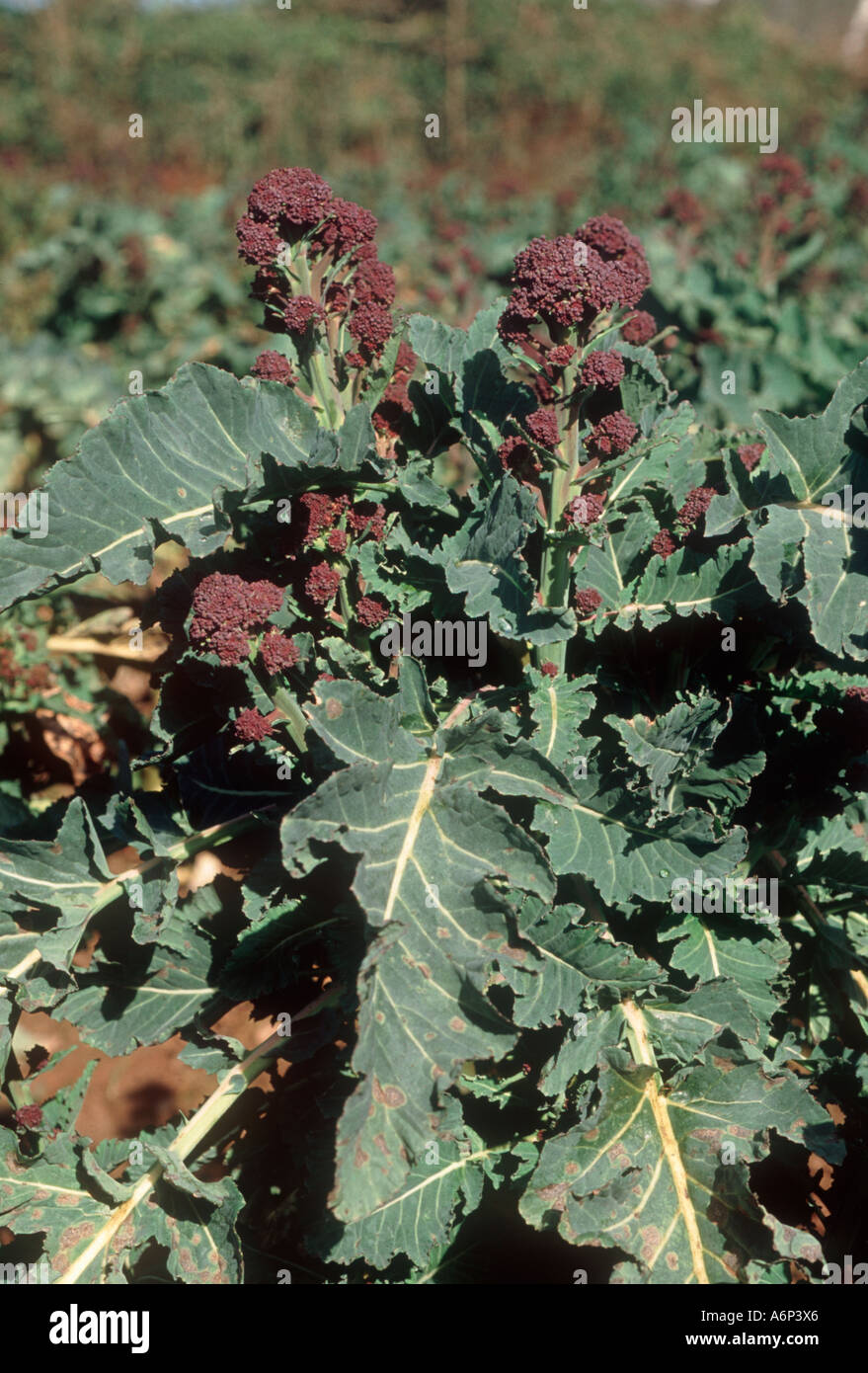 Early crop of purple sprouting broccoli spears ready for harvest in ...