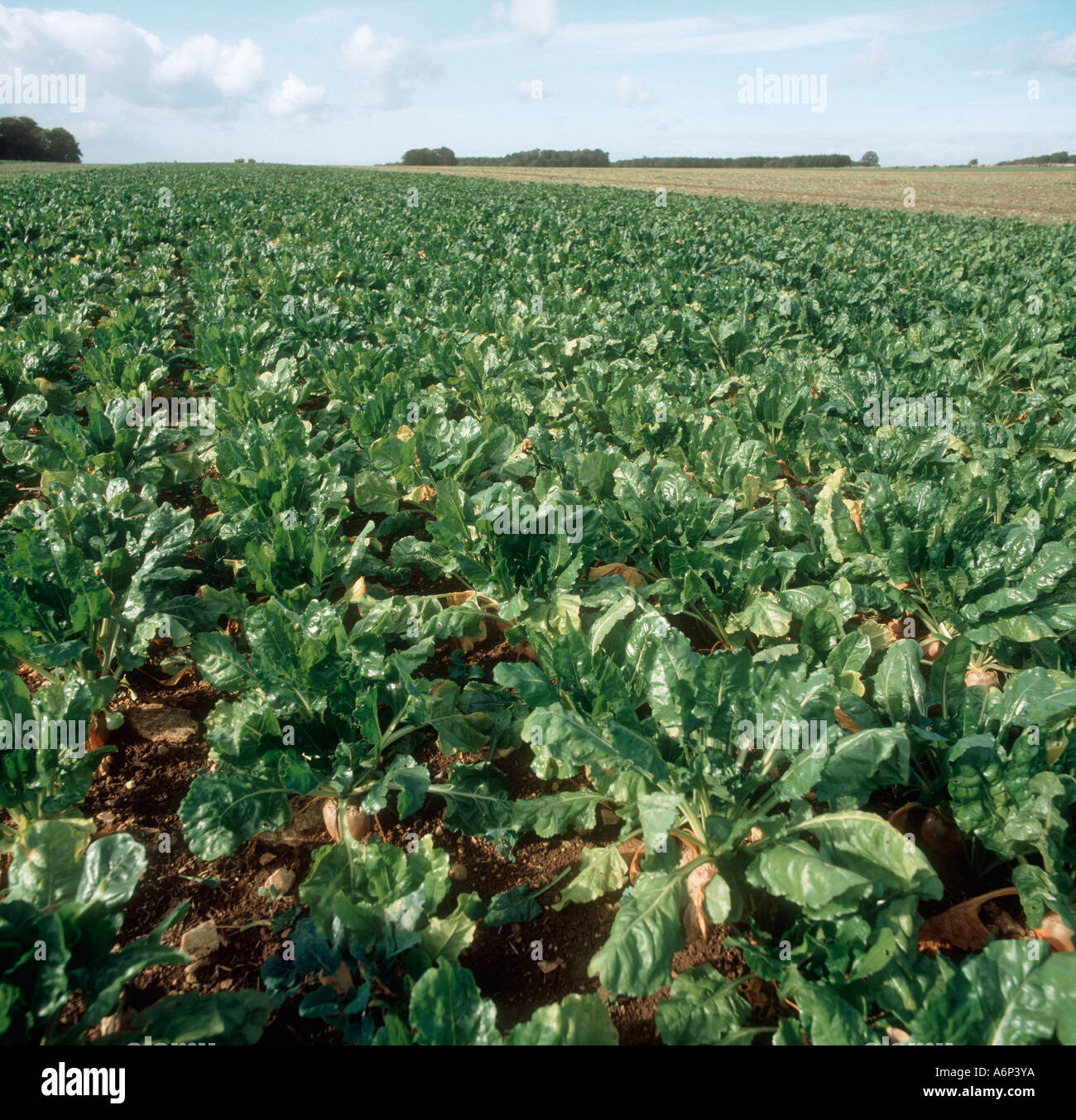 Fodder beet hi-res stock photography and images - Alamy