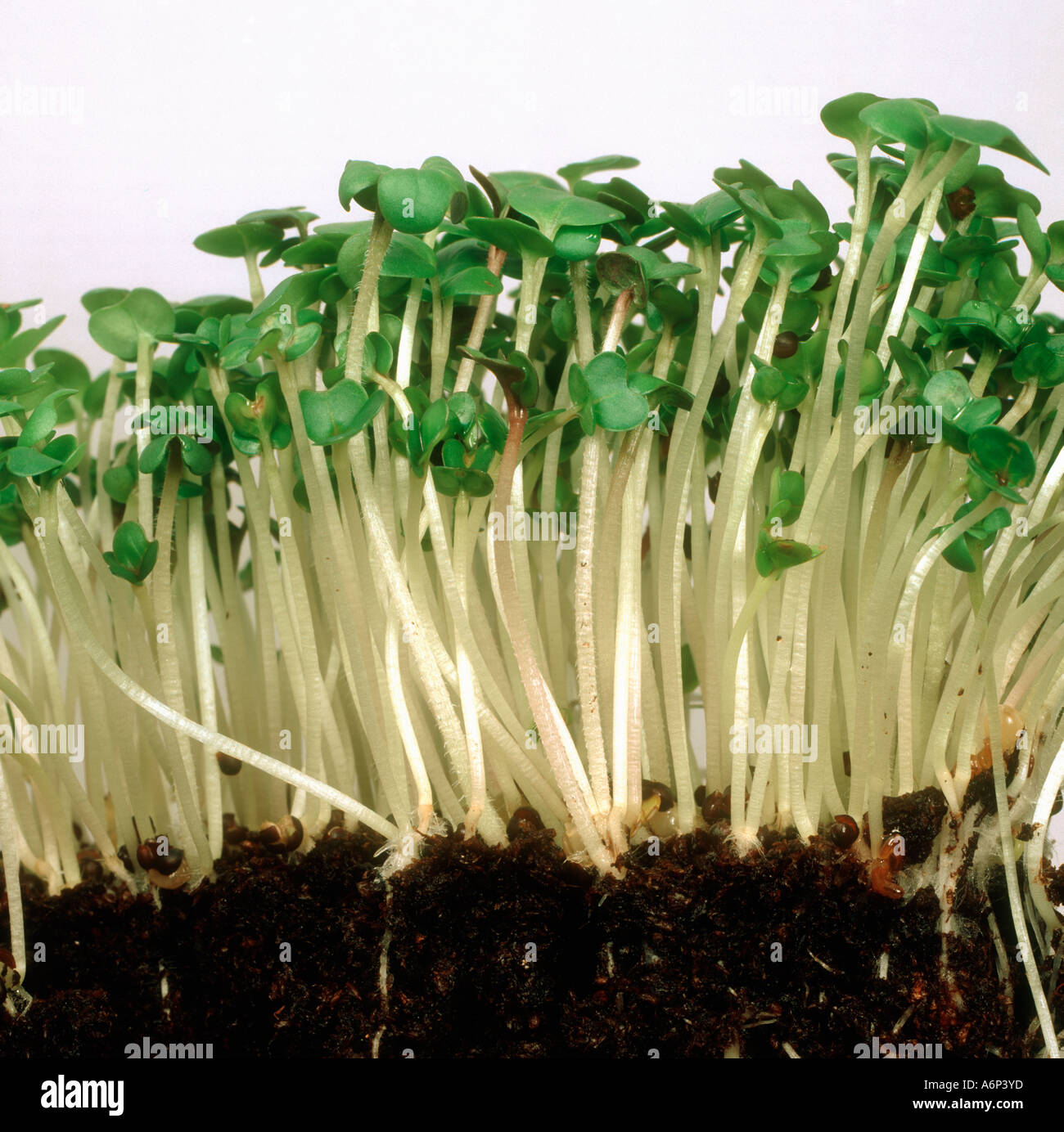 Cress seedlings used in sandwiches at this size Stock Photo - Alamy