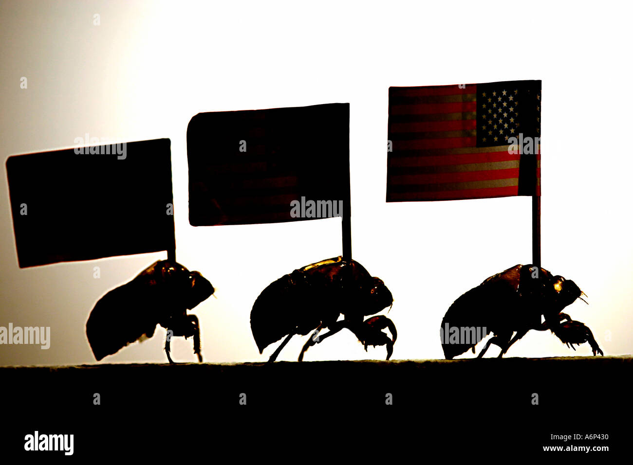 Funny Humor Bugs Insects Marching With Flag Stock Photo - Alamy