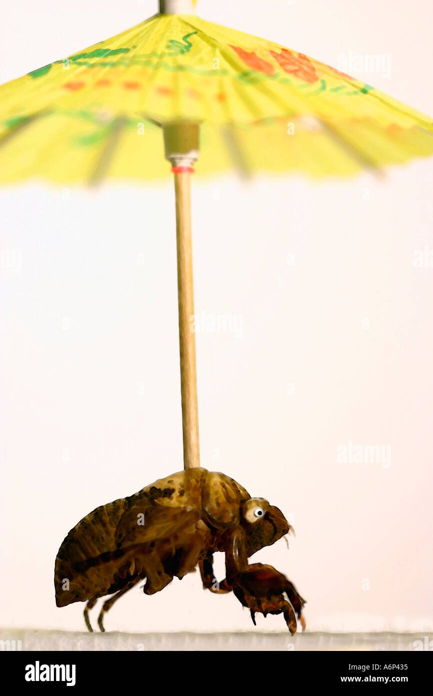 Insect humor hi-res stock photography and images - Alamy