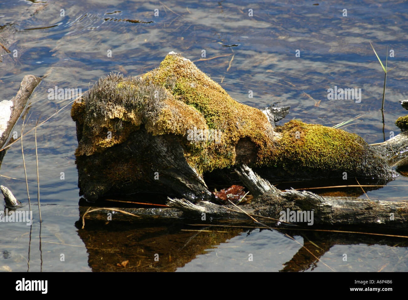 Rock in a Loch Stock Photo - Alamy