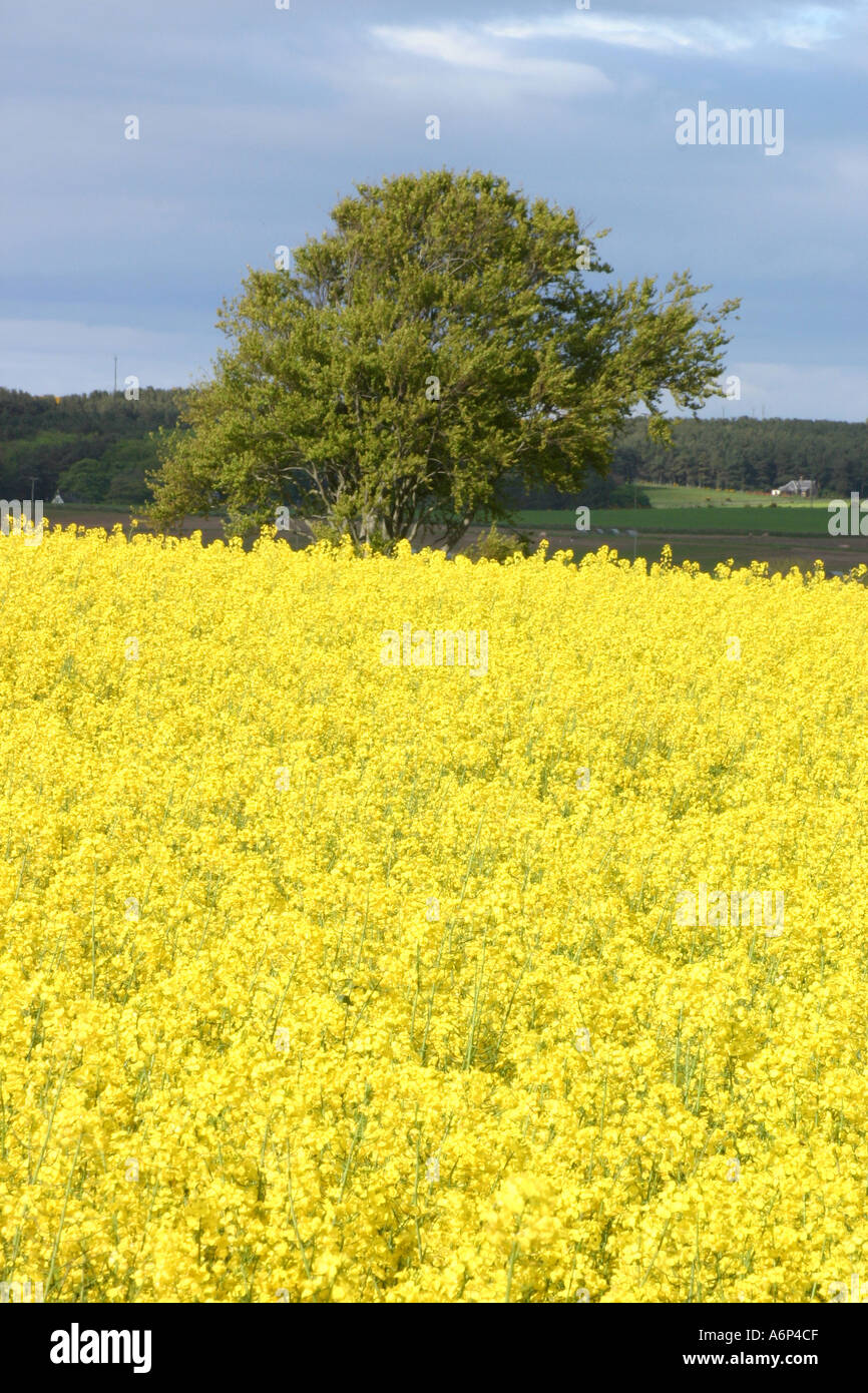 Oil seed rape field nr Duffus Moray Scotland Stock Photo - Alamy